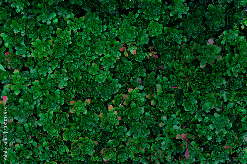 Sedum ground cover plant full frame texture Stock Photo | Adobe Stock