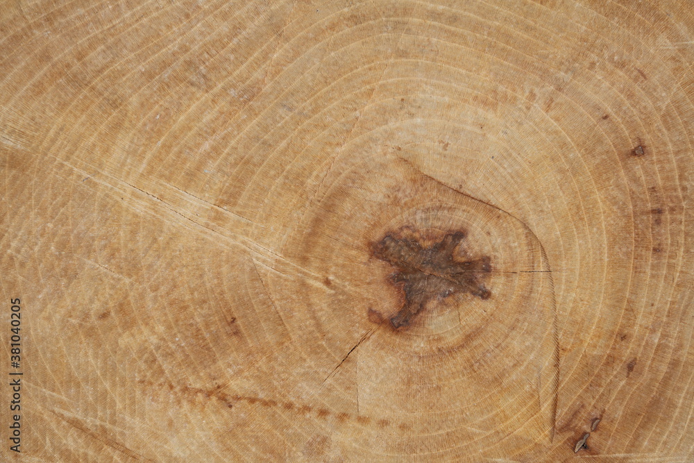 Wood cross section texture Stock Photo | Adobe Stock