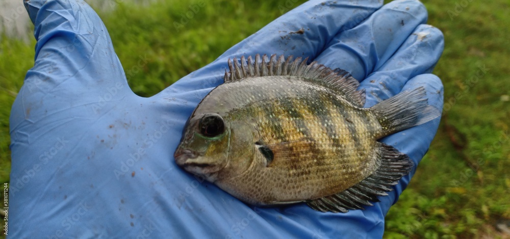Pearl spot fish/ Karimeen/Green chromide in Kerala India. Stock Photo ...