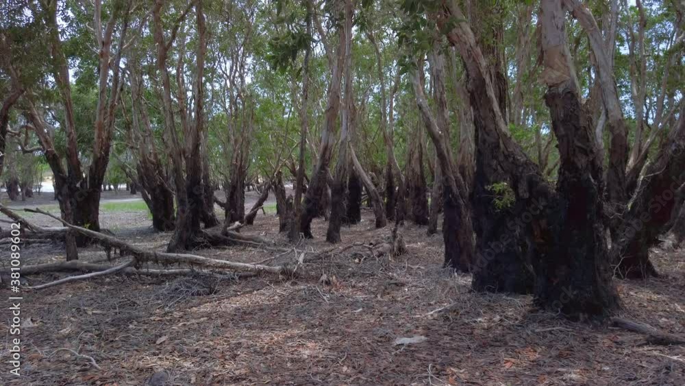 Vidéo Stock Pan up and close up of Melaleuca leucadendra or weeping ...
