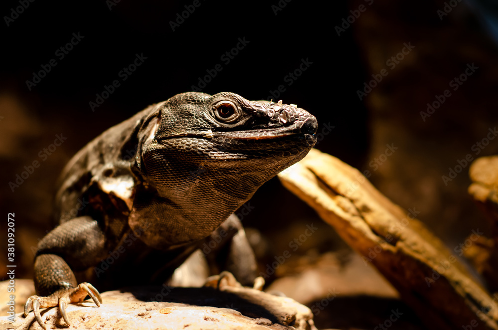 Ctenosaura pectinata, commonly known as the Mexican spiny-tailed iguana ...