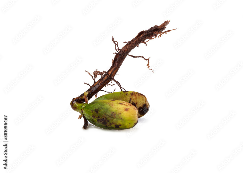 Sprouted oak acorn with root isolated on white background. Oak seed ...