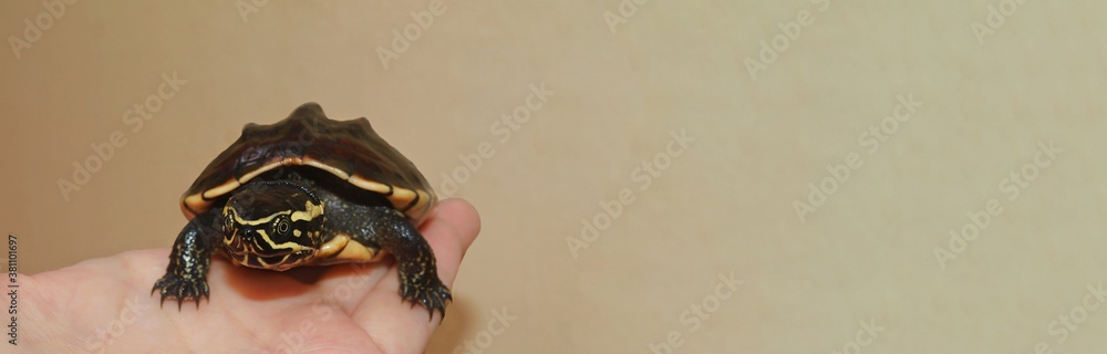 Horizontal poster, banner. Small Malayan snail-eating turtle, the ...