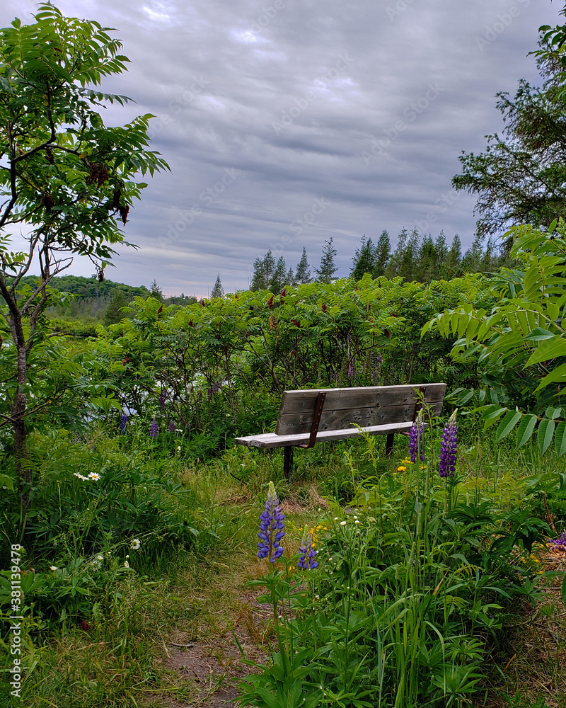 Bench In Forest Stock Photo and Image. Forest bench with wildflowers ...