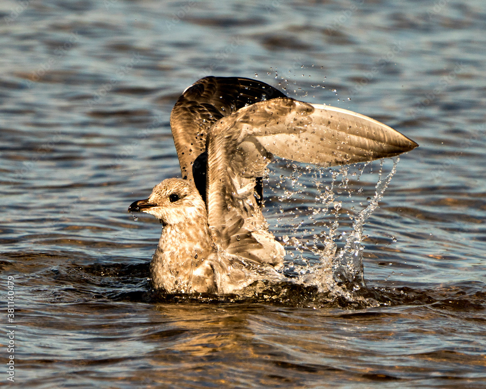 Seagull photo stock. Seagull close-up profile view in the water with ...