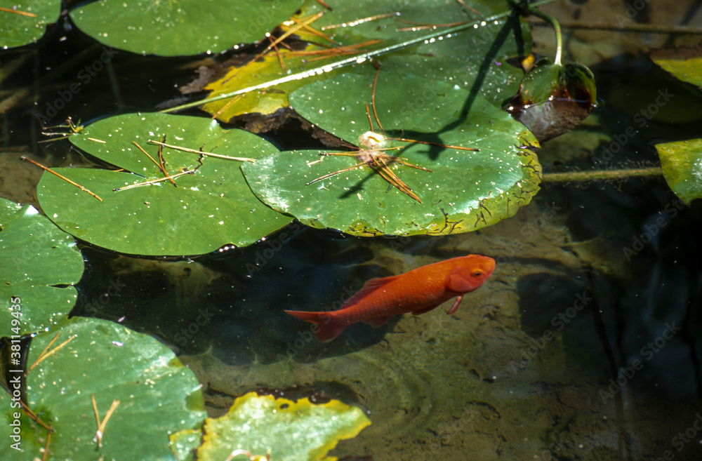 Bassin, poisson rouge, Nénuphar Stock Photo | Adobe Stock