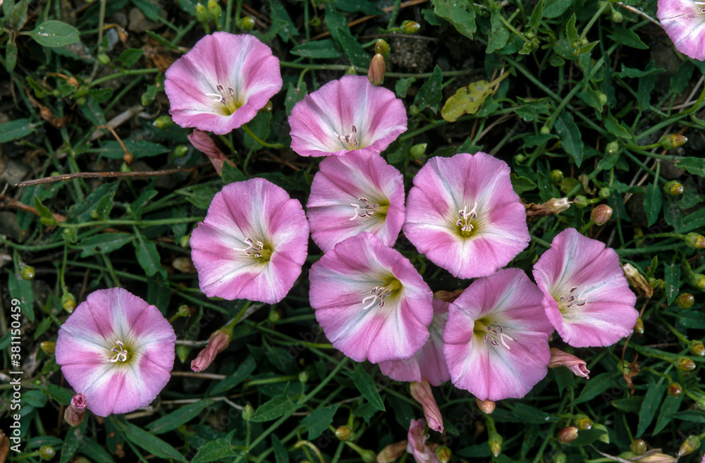 Liseron des champs, Convolvulus arvensis Stock Photo | Adobe Stock