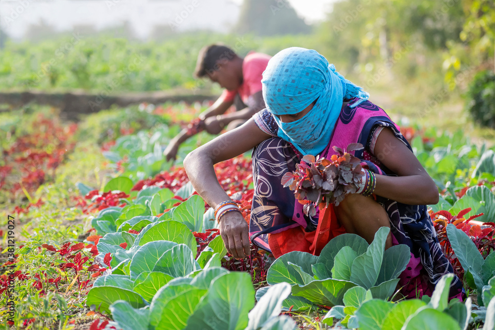 Farmers are working on the field. Stock Photo | Adobe Stock