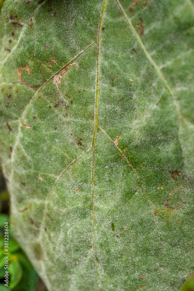 Foto de Symptoms of eggplant powdery mildew (Sphaerotheca fuliginea) in ...