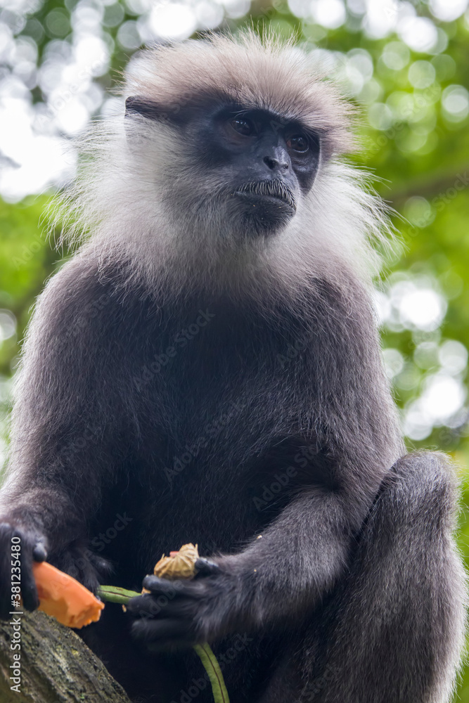 The purple-faced langur (Semnopithecus vetulus) is a species of Old ...