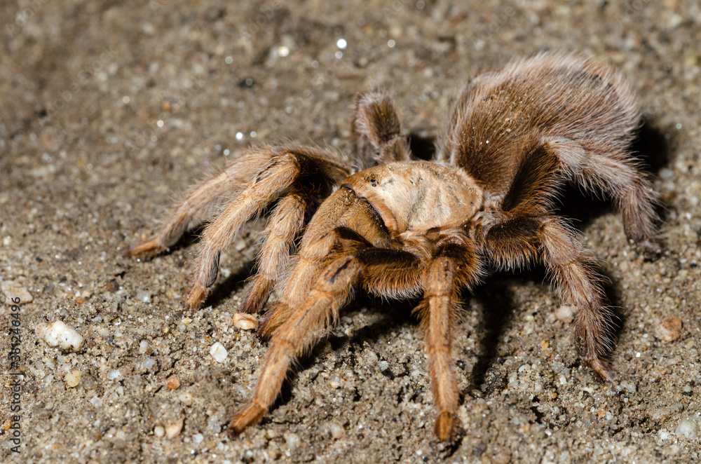 Desert Tarantula Information