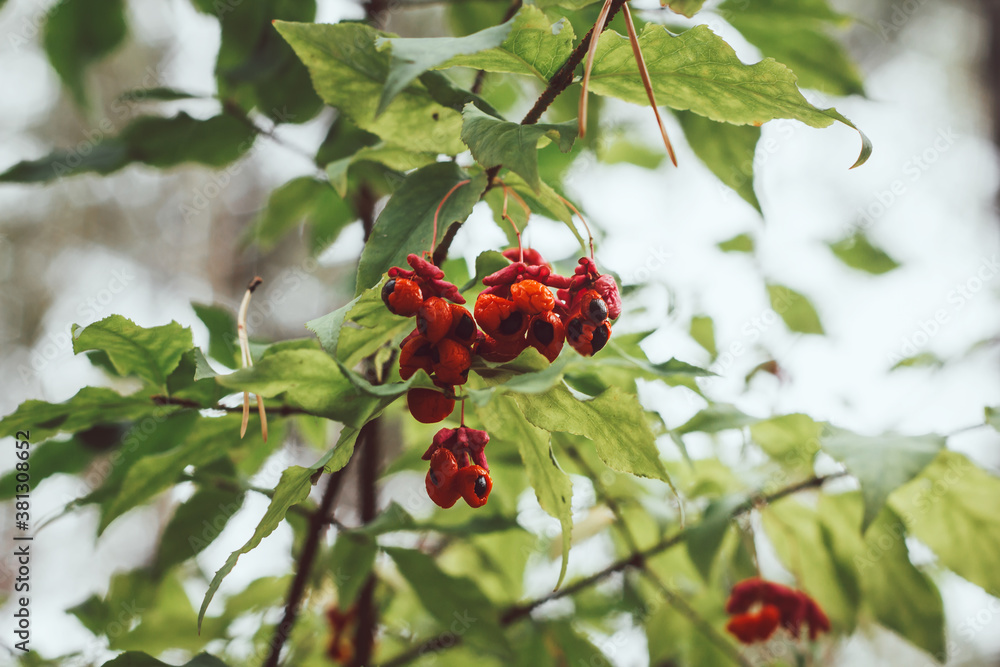 Nature background. Ripe berries of the spindle tree in the forest ...