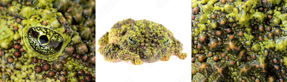 The Mossy Frog Theloderma corticale isolated on white background, skin ...