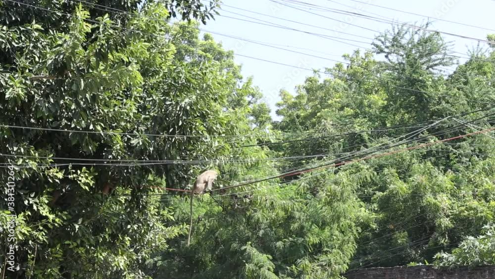 horrified and confused monkey trying to climb and walk through high ...