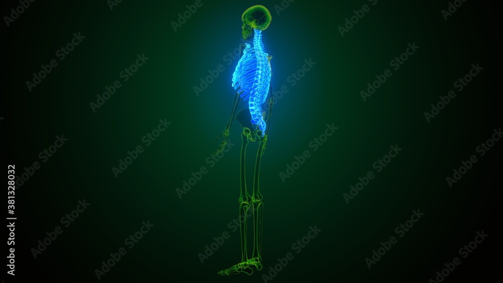 Human Skeleton Axial Anatomy. 3D Illustration Stock Illustration ...