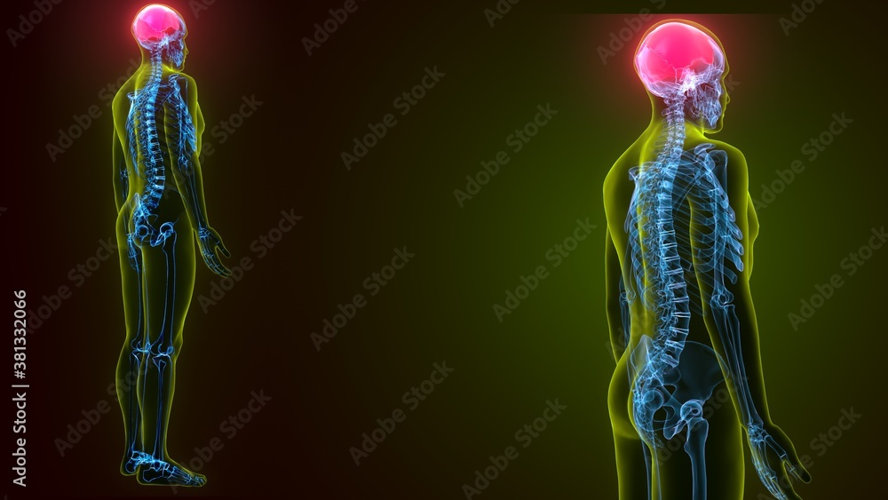 3d illustration of human skeleton skull parietal bone anatomy Stock ...