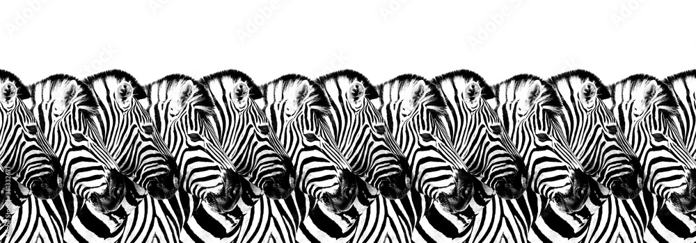 Zebra Stripes Border