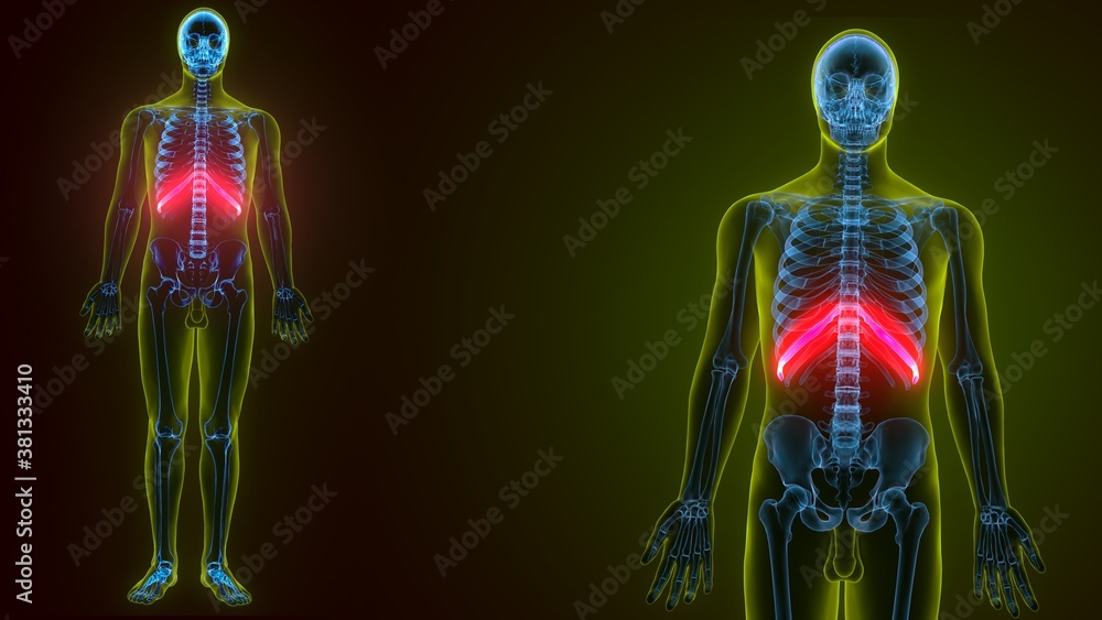 human skeleton anatomy rib cage 11th bone 3d render Stock Illustration ...