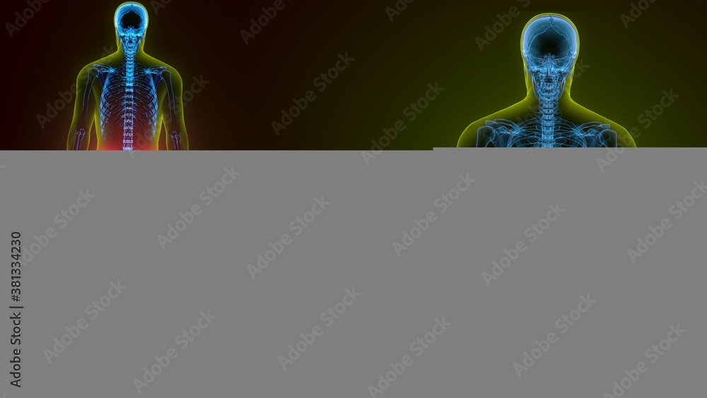 3d render of human skeleton ulna and fibula bone anatomy Stock ...