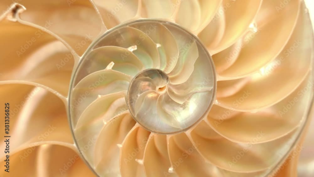 Detailed footage of a halved shell of a chambered nautilus (Nautilus ...