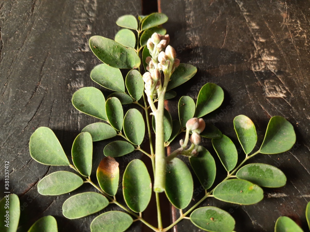 Moringa oleifera is a fast-growing, drought-resistant tree of the ...