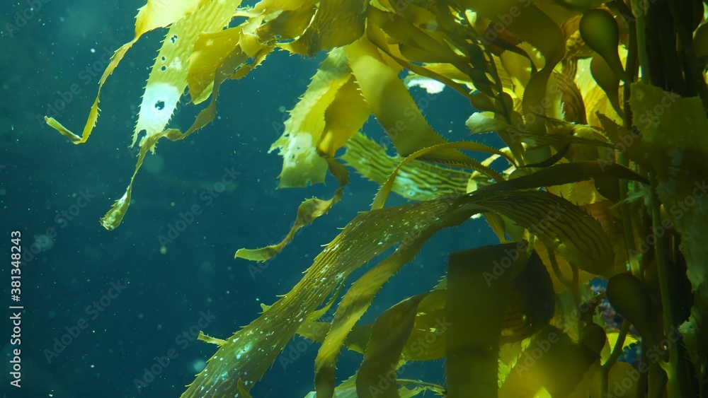 Light rays filter through a Giant Kelp forest. Macrocystis pyrifera ...