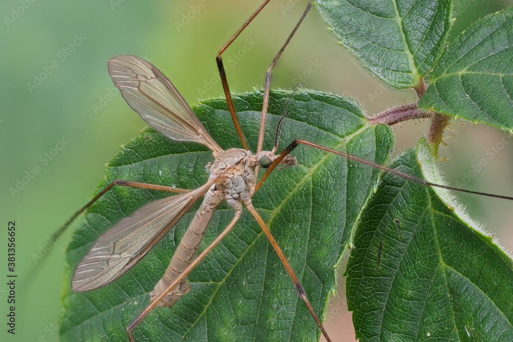 Wiesenschnake oder auch Sumpfschnake (Tipula paludosa) Stock Photo ...