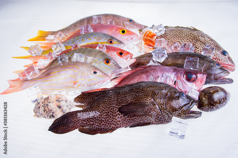 Variation of fresh catch Caribbean fishes and shell on white background ...