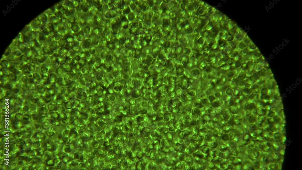 Vidéo Stock Yeast bacteria. Biofuel production. Fermentation of Ethanol ...