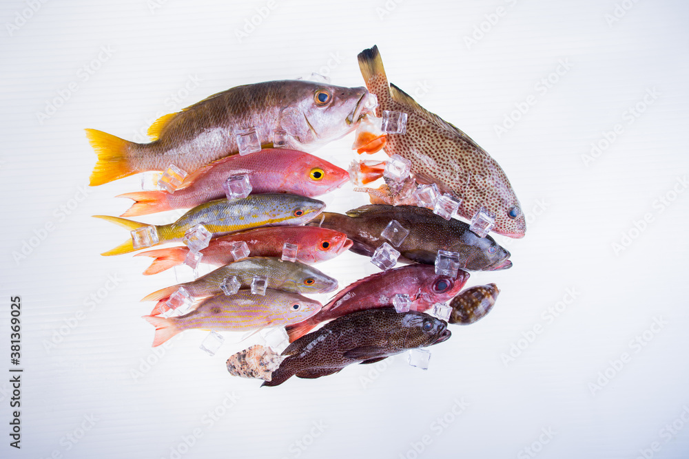 Variation of fresh catch Caribbean fishes and shell on white background ...