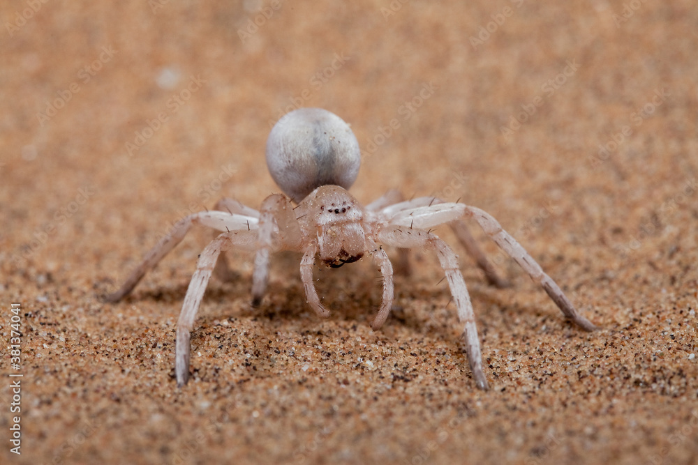 Dancing White Lady Spider Namib Desert Stock Photo | Adobe Stock