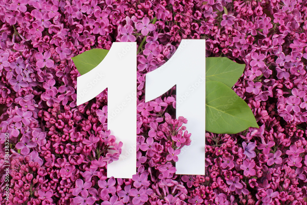Number eleven shape on the purple Common Lilac (Syringa vulgaris ...