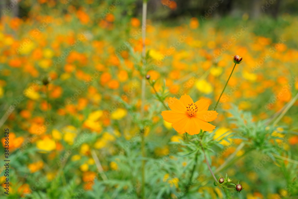 Cosmos sulphureus flowers are blooming at a park in Tokyo, Japan ...