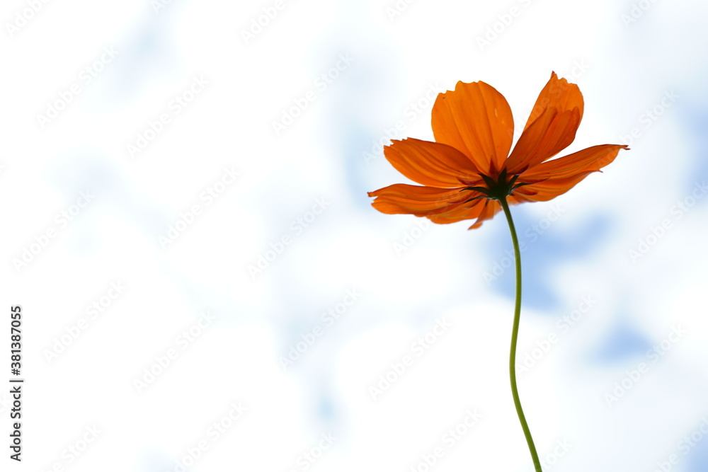 Cosmos sulphureus flowers are blooming at a park in Tokyo, Japan ...