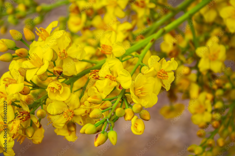 Flores amarelas de árvore do cerrado goiano. Stock Photo | Adobe Stock