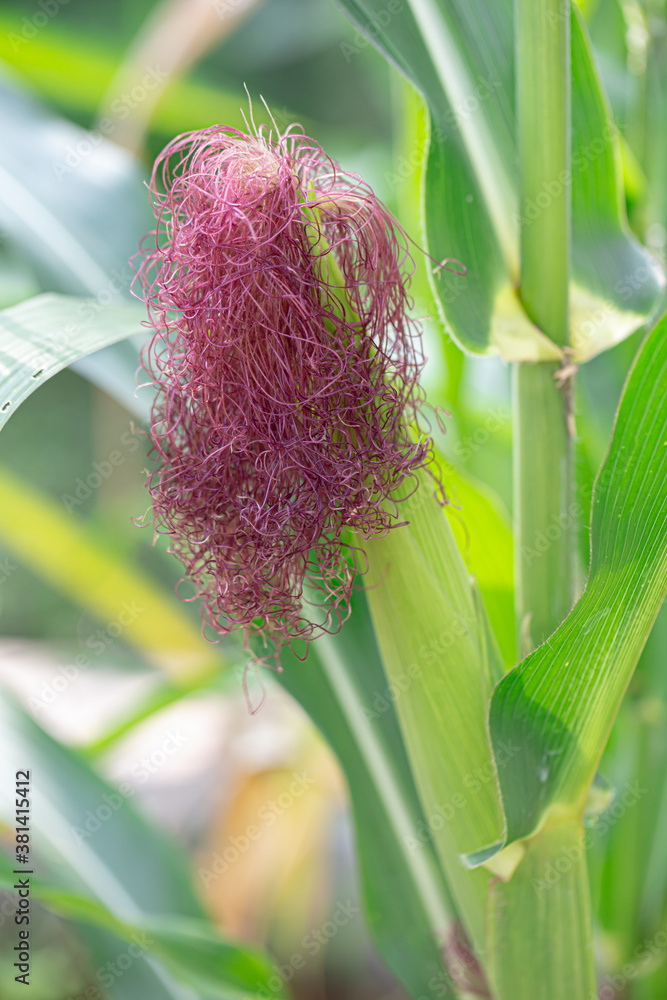 Sweet corn is a plant that is high in nutrients, high in fiber. Stock ...