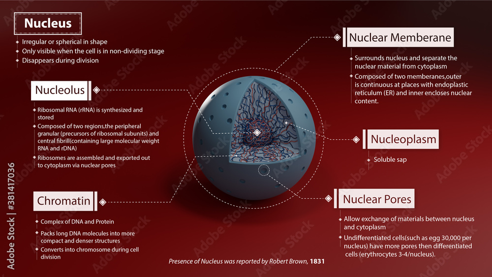 nucleus 3d illustration or 3d rendering with it's labeled components ...