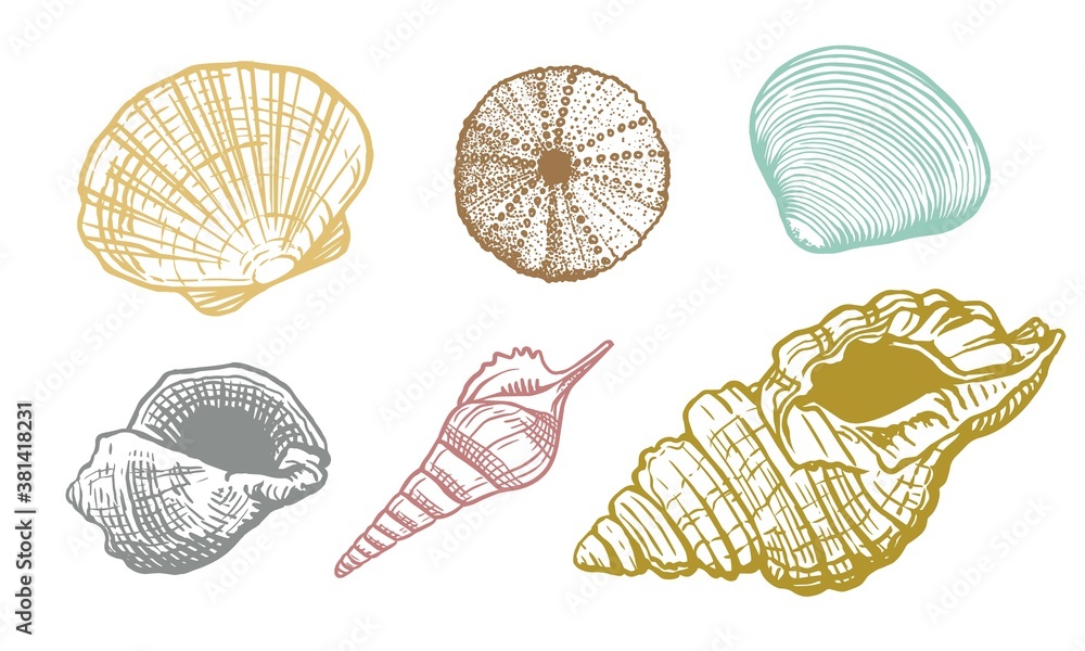 Sea shells colorful vector set. Shell beautiful hand drawn illustration ...