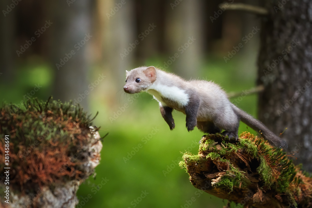 Agile Stone Marten, Martes foina, tiny forest predator jumping over gap ...