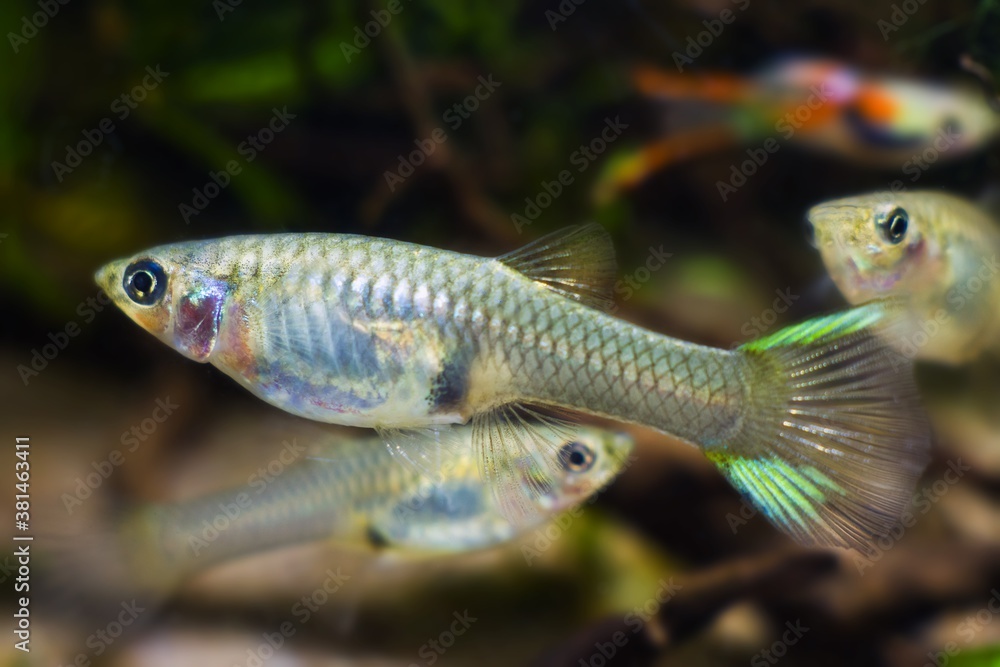 neon glowing freshwater dwarf fish Endler guppy, Poecilia wingei in ...