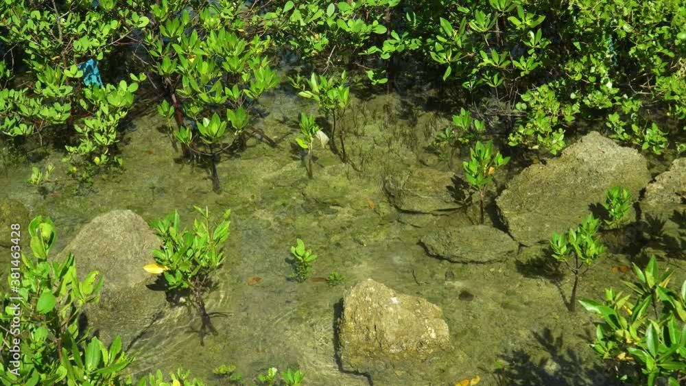 Young mangroves in the water. Tropical mangrove green tree forest ...