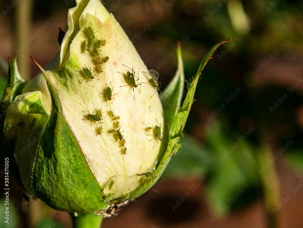 Insect pest green aphid on the petals of a white rose. Green aphid ...