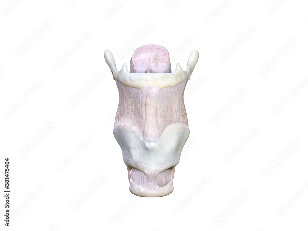 3d rendered medically accurate illustration of the larynx, The larynx ...