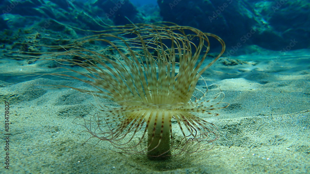 Cylinder anemone or coloured tube anemone (Cerianthus membranaceus ...