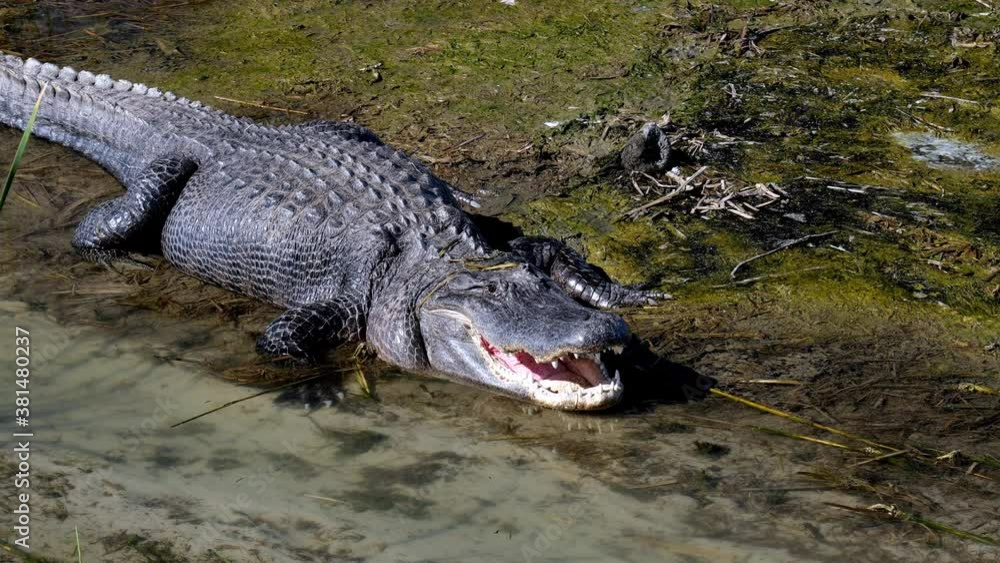 Vidéo Stock American alligator, Alligator mississippiensis, opens its ...