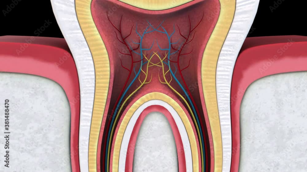 Tooth - rotation slide - 3D model animation on a gradient background ...