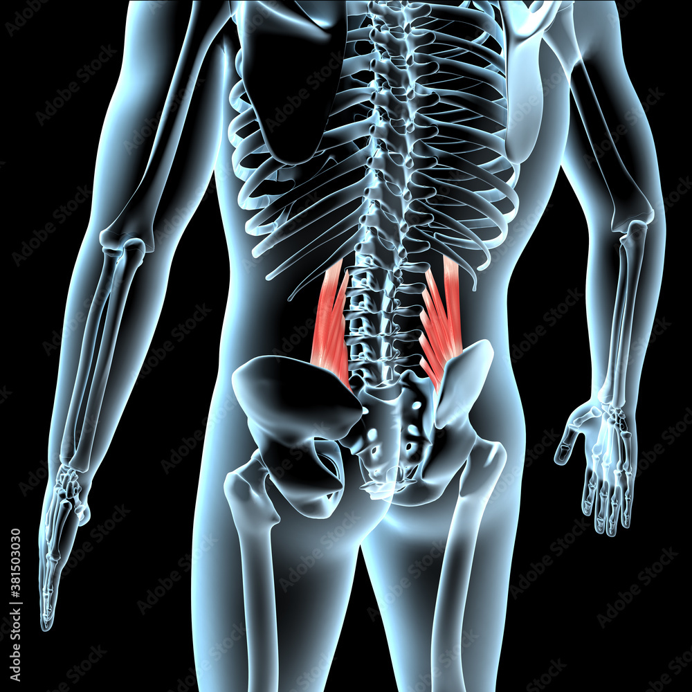 3d Illustration of the Quadratus Lumborum Muscles Anatomical Position ...