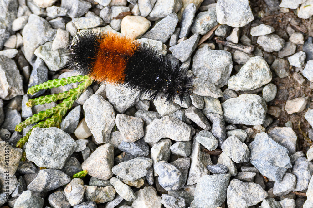 Orange and black fuzzy Woolly Bear Caterpillar on a gravel path Stock ...