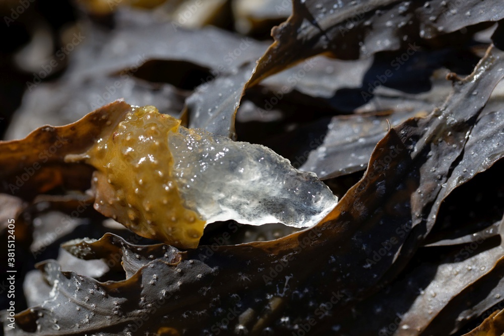Gel filling of a reproduction body of a spiral wrack seaweed, Fucus ...