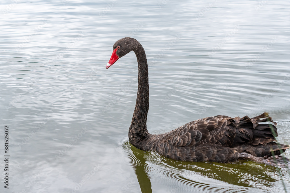 The black swan is a large waterbird, a species of swan which breeds ...